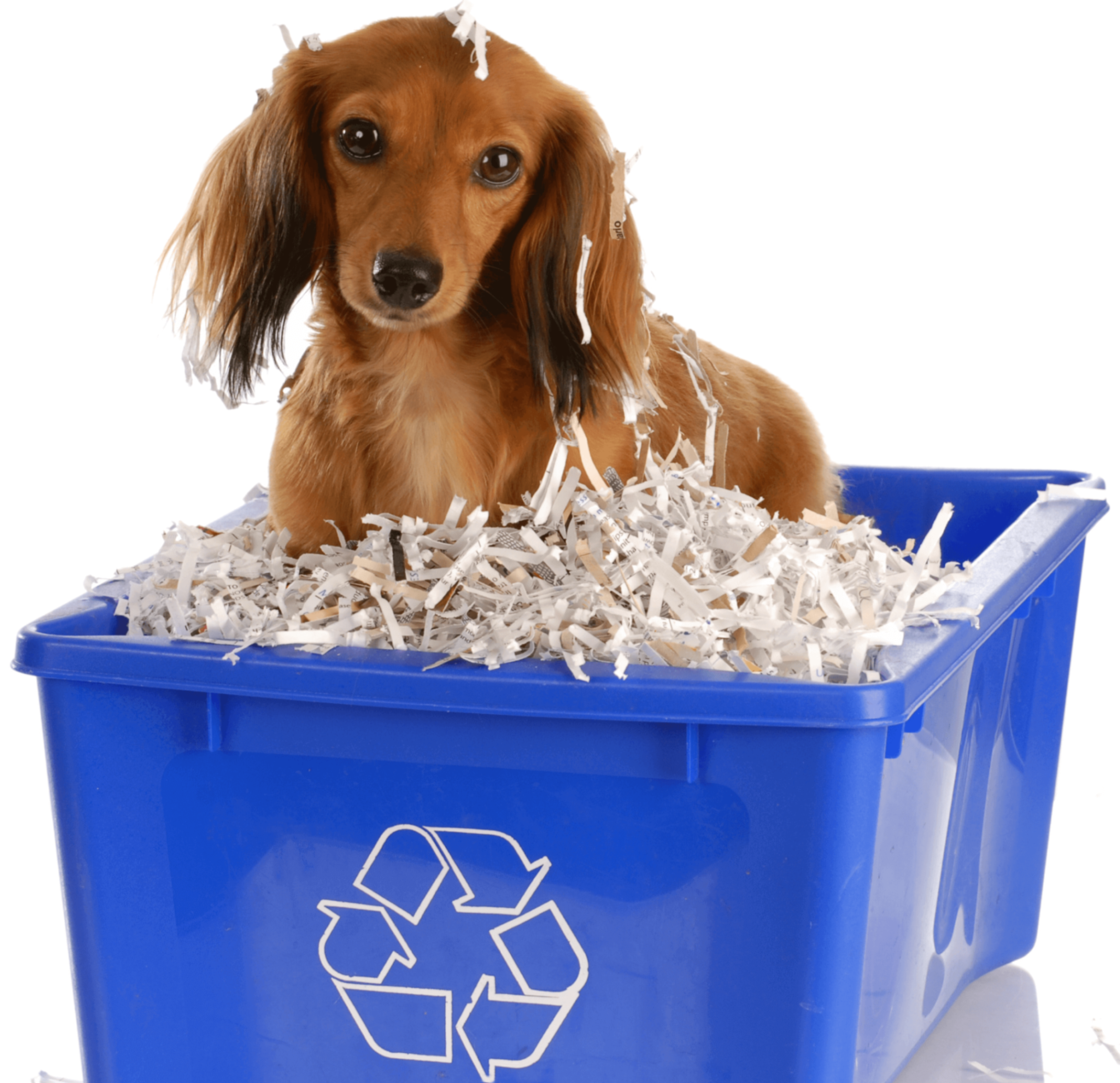 Shred for a Paws Cause - City of Round Rock