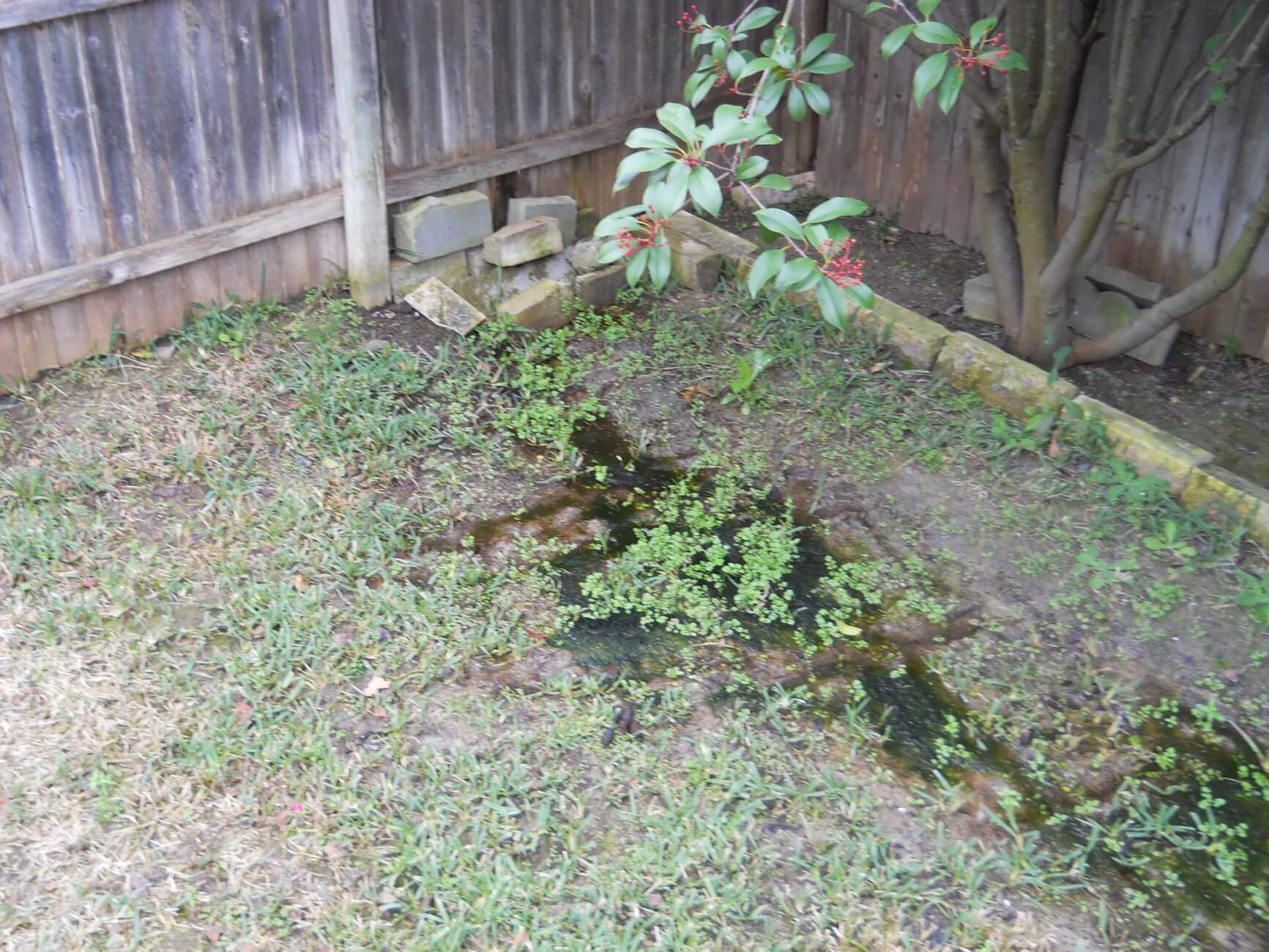Spring Clean Your Yard - City of Round Rock