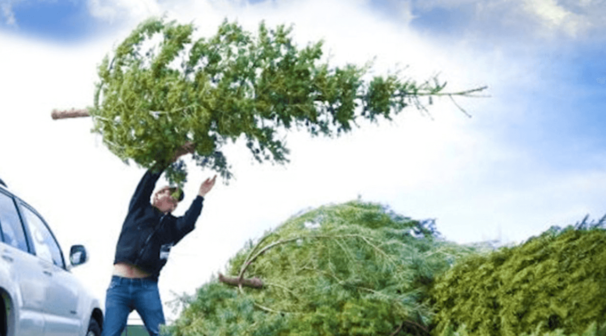 City to offer Christmas tree recycling, free seedlings - City of Round Rock