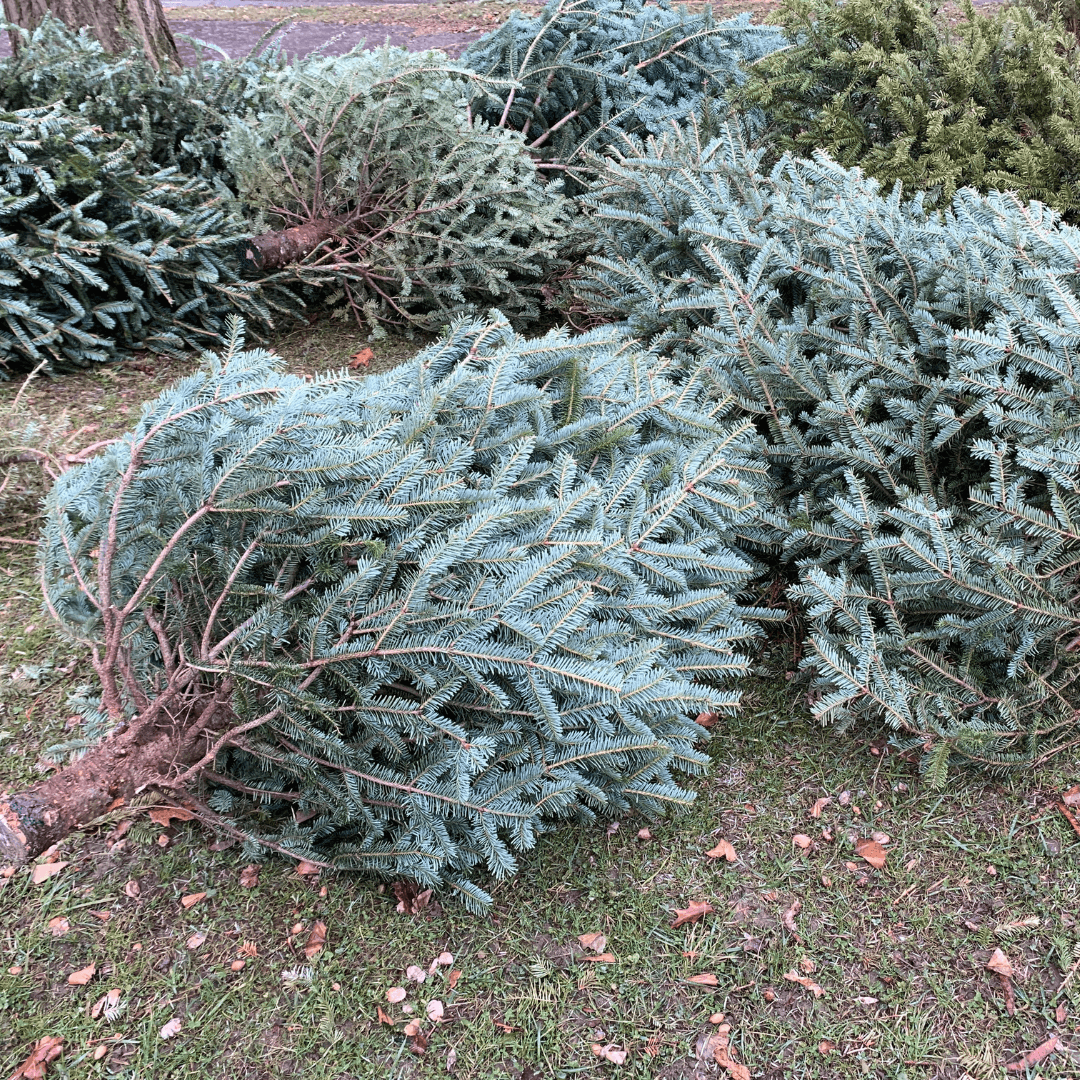 Recycle Your Christmas Tree After the Holidays! - City of Round Rock