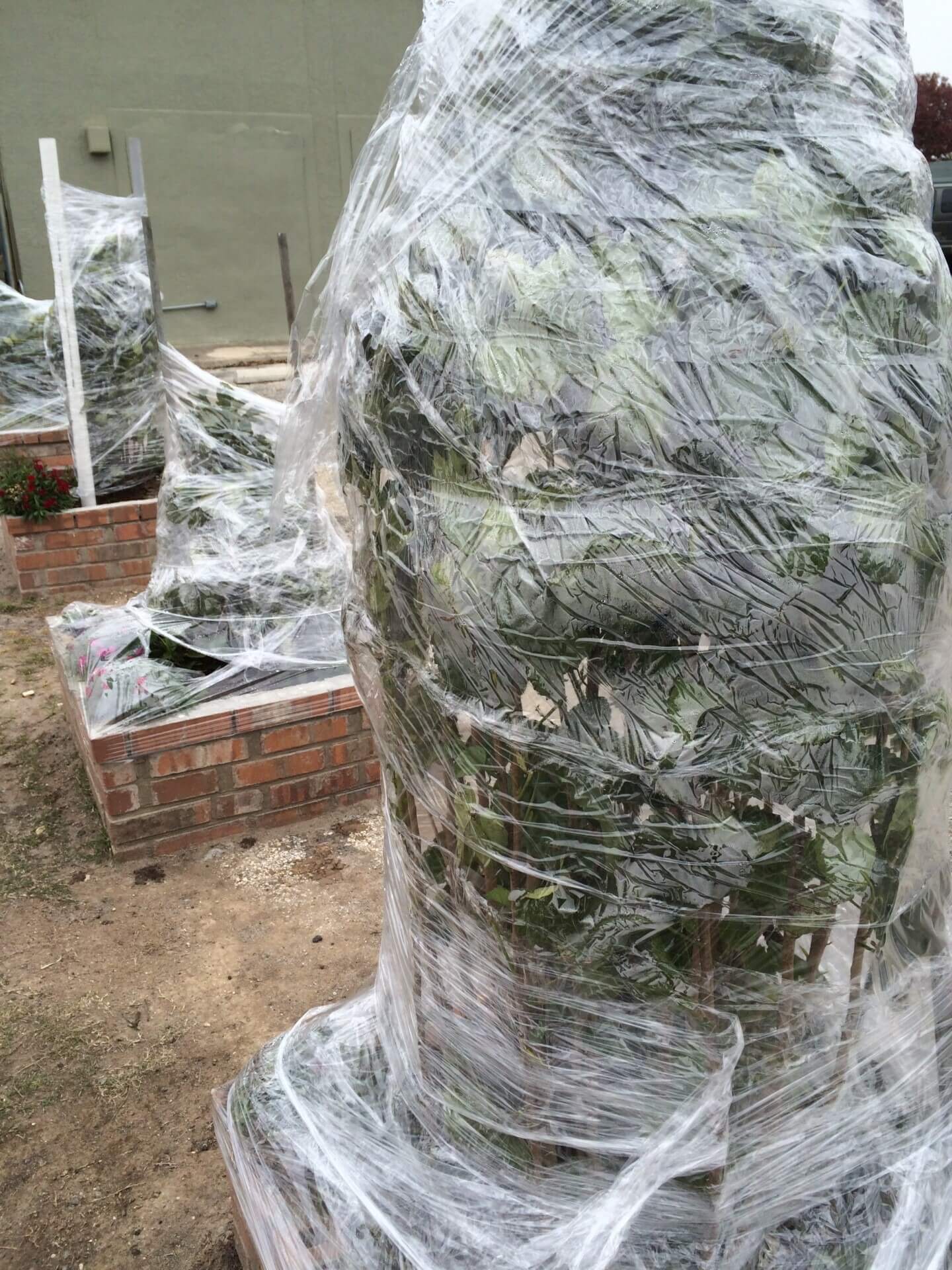 Help your landscape fend off a freeze - City of Round Rock