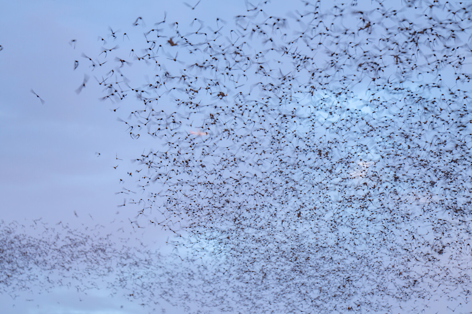PHOTOS: Round Rock's Mexican Free-Tailed Bat colony takes flight from ...