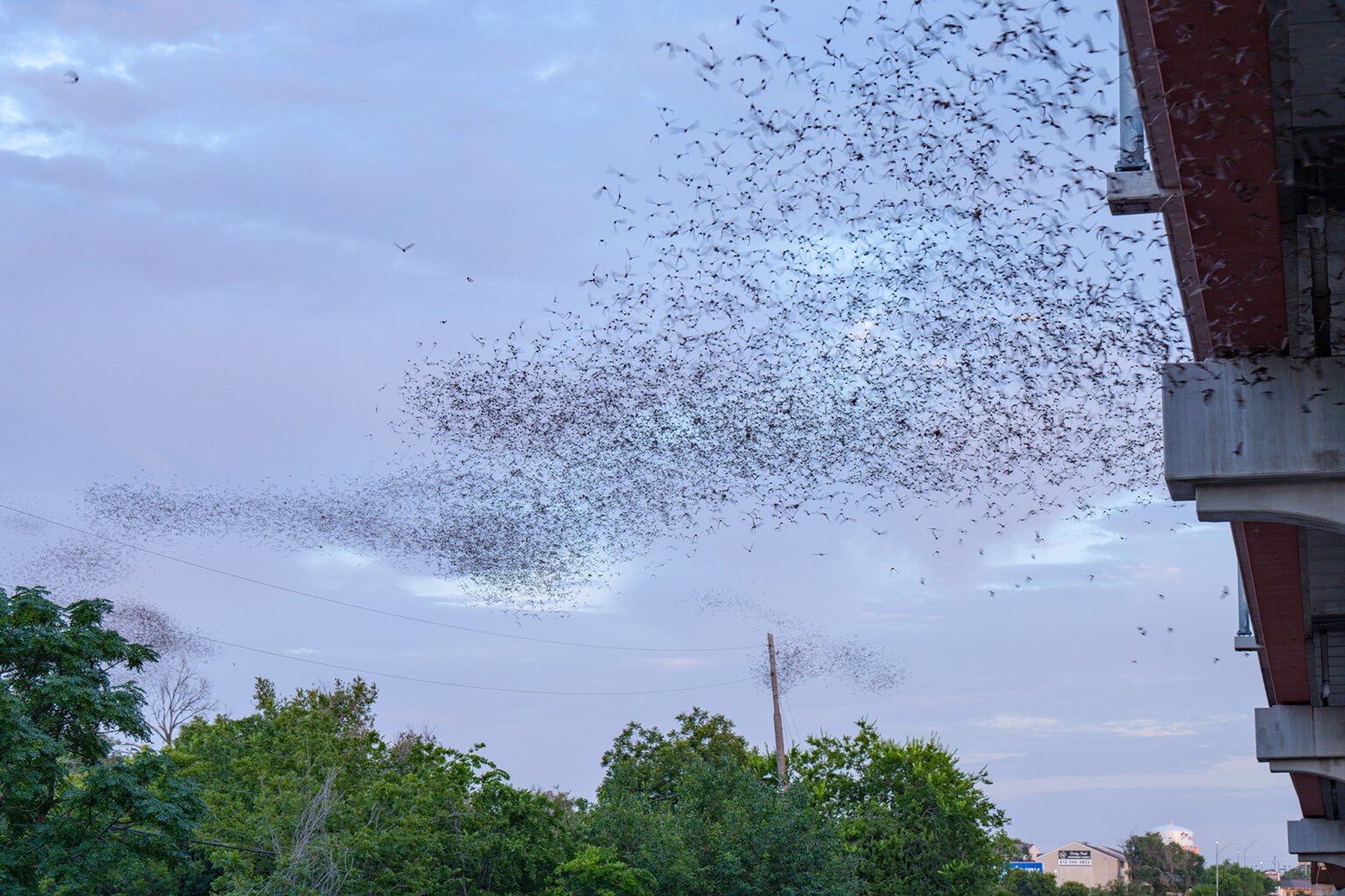 PHOTOS: Round Rock's Mexican Free-Tailed Bat colony takes flight from ...