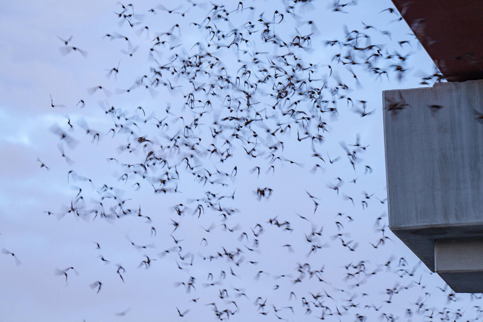 PHOTOS: Round Rock's Mexican Free-Tailed Bat colony takes flight from ...