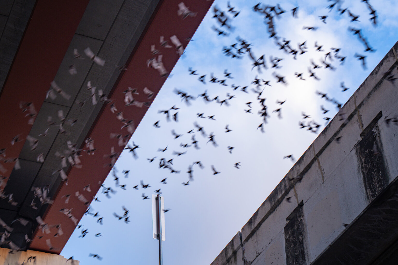 PHOTOS: Round Rock's Mexican Free-Tailed Bat colony takes flight from ...
