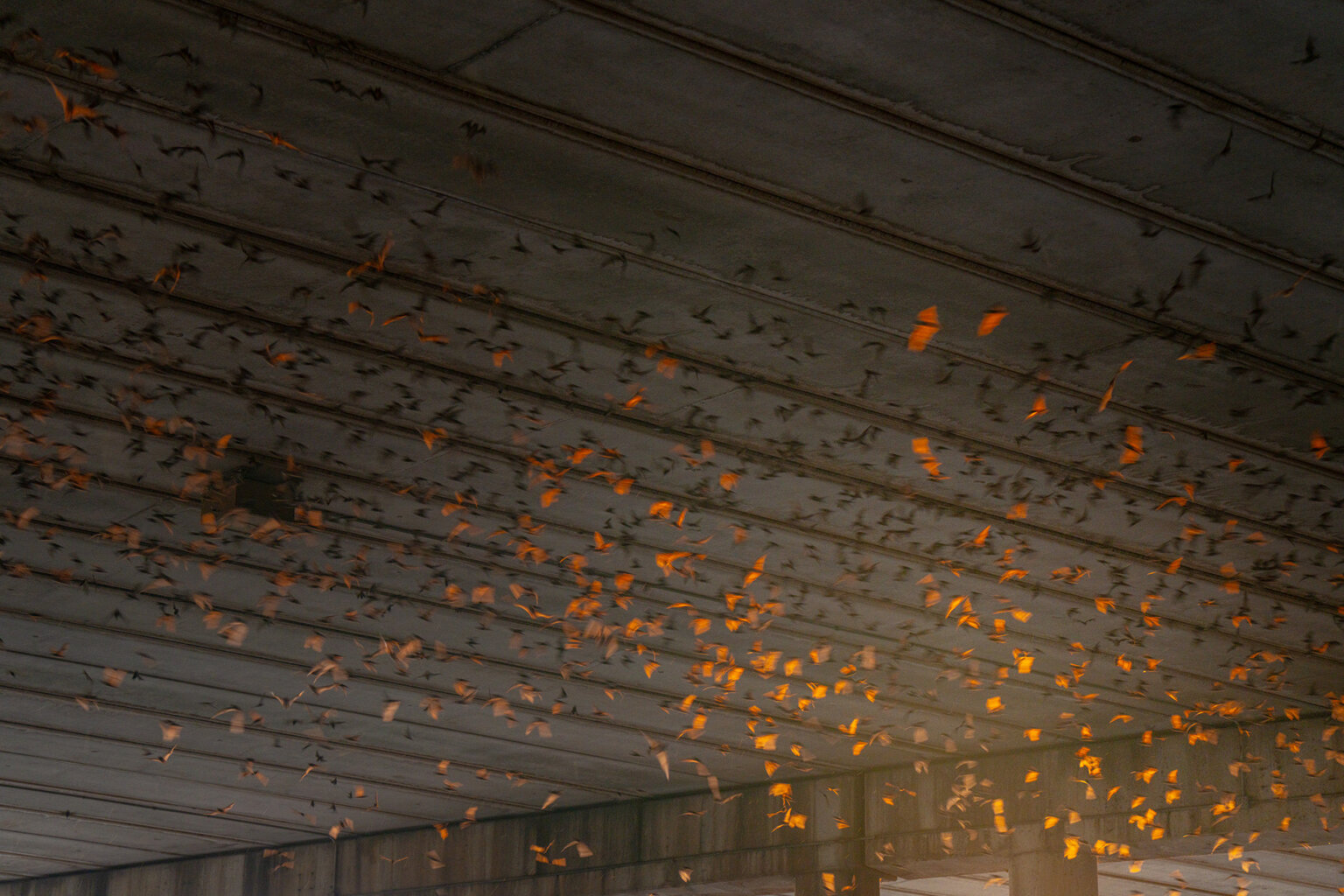 PHOTOS: Round Rock's Mexican Free-Tailed Bat colony takes flight from ...