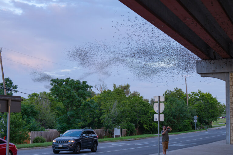 PHOTOS: Round Rock's Mexican Free-Tailed Bat colony takes flight from ...