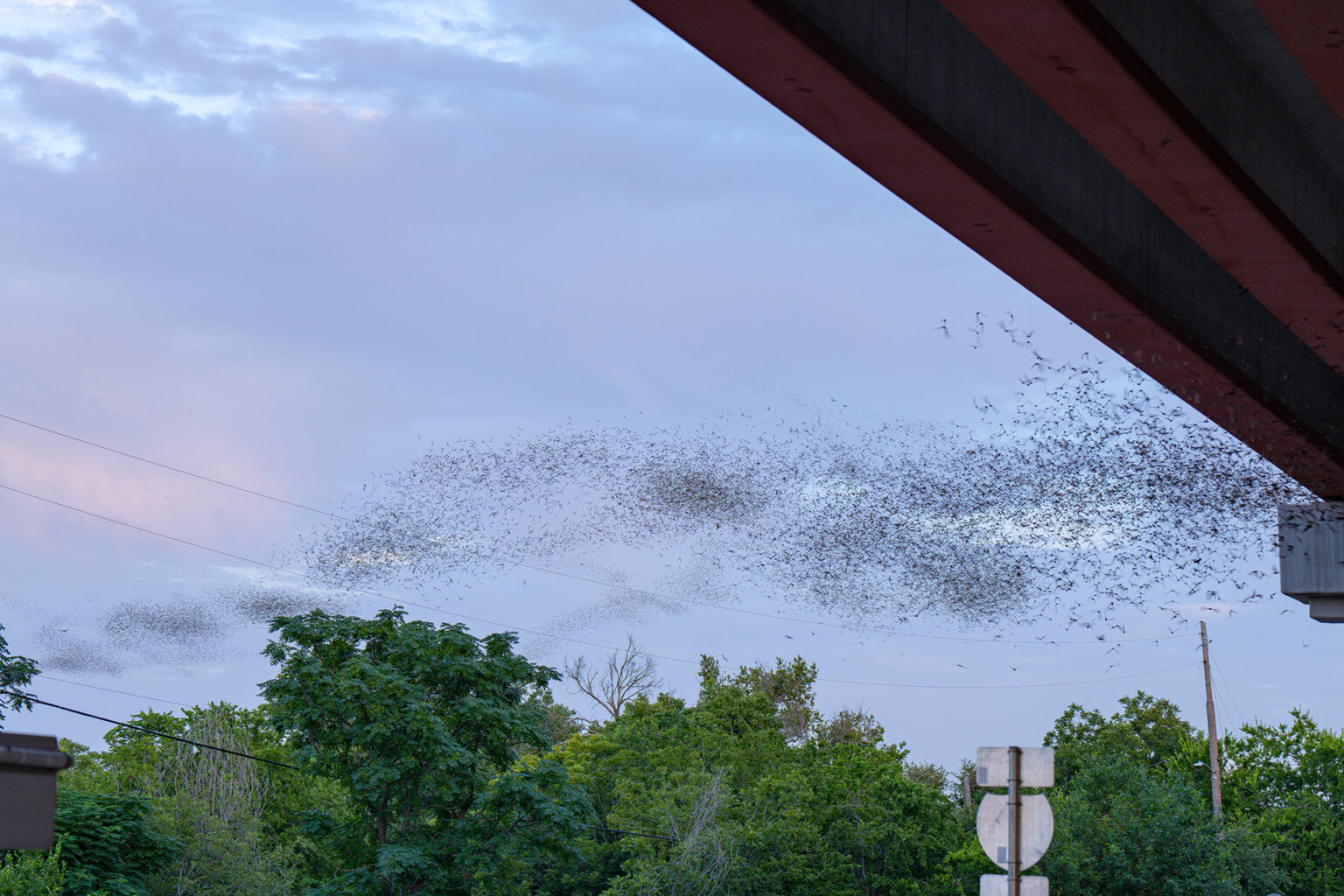 PHOTOS: Round Rock's Mexican Free-Tailed Bat colony takes flight from ...